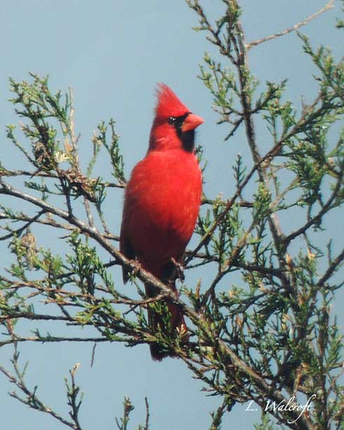 The View from Squirrel Ridge: American Robins, Northern Cardinals