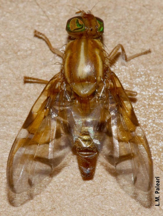 Lucia Maria Paleari: Bicho da goiaba, goiaba é? (as moscas-das-frutas ...