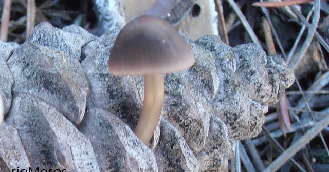 Seta | Plantas rioMoros