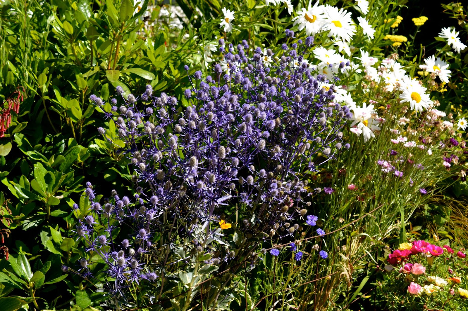 Bonney Lassie: Some Florid Prose. Pictures Too.