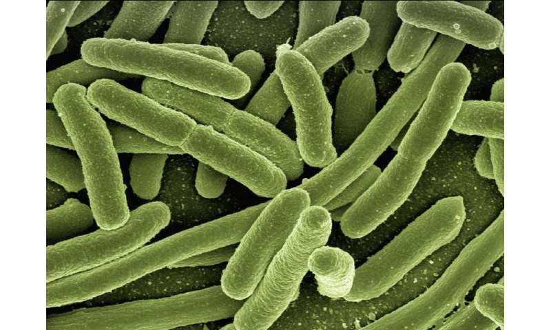 SALUD Y MEDICINA: Los Enterocitos alertan si un huésped fue infectado ...