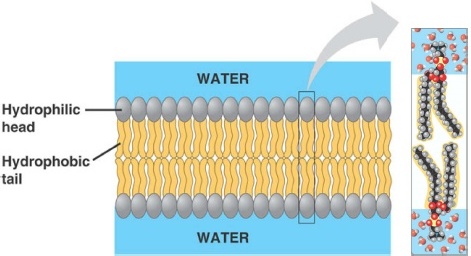 Sejarah Perkembangan Membran Sel