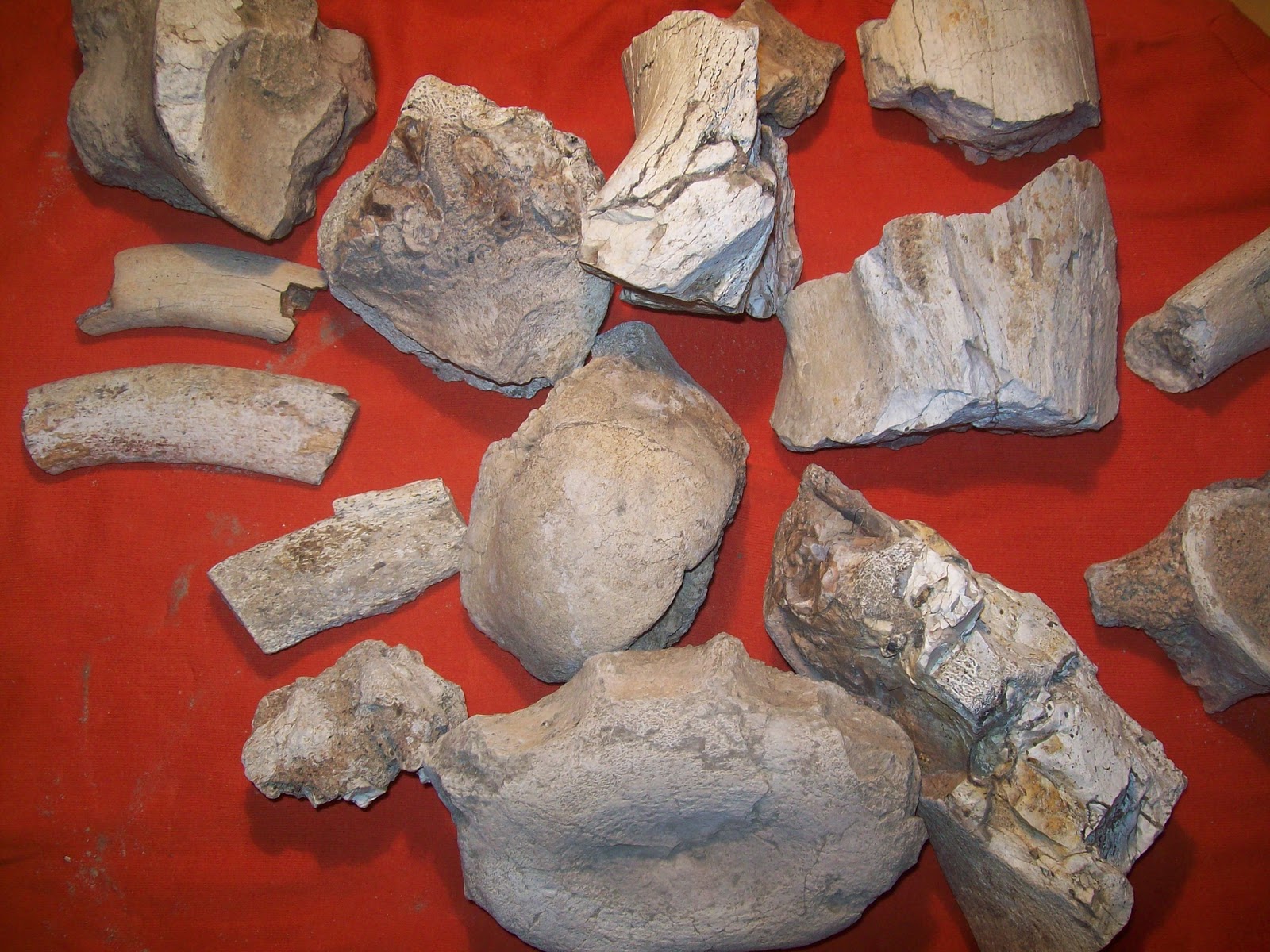 Investigacion Cabellier: Hallazgo de restos fósiles en la Provincia de ...