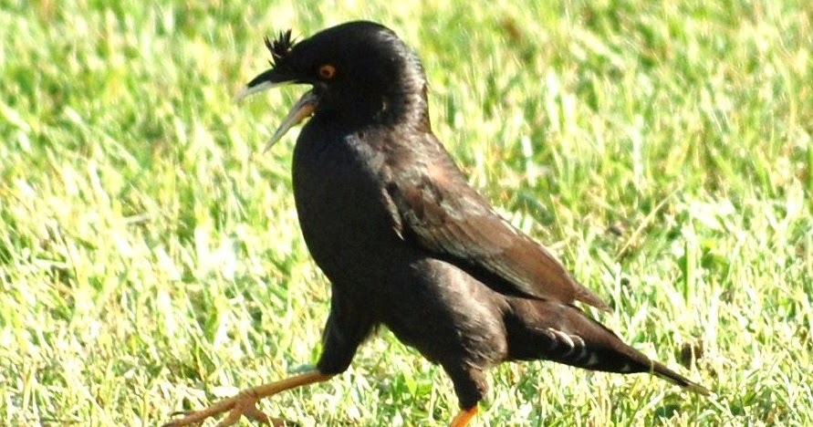 Imagens da vida animal: Mainá-de-crista (Acridotheres cristatellus)