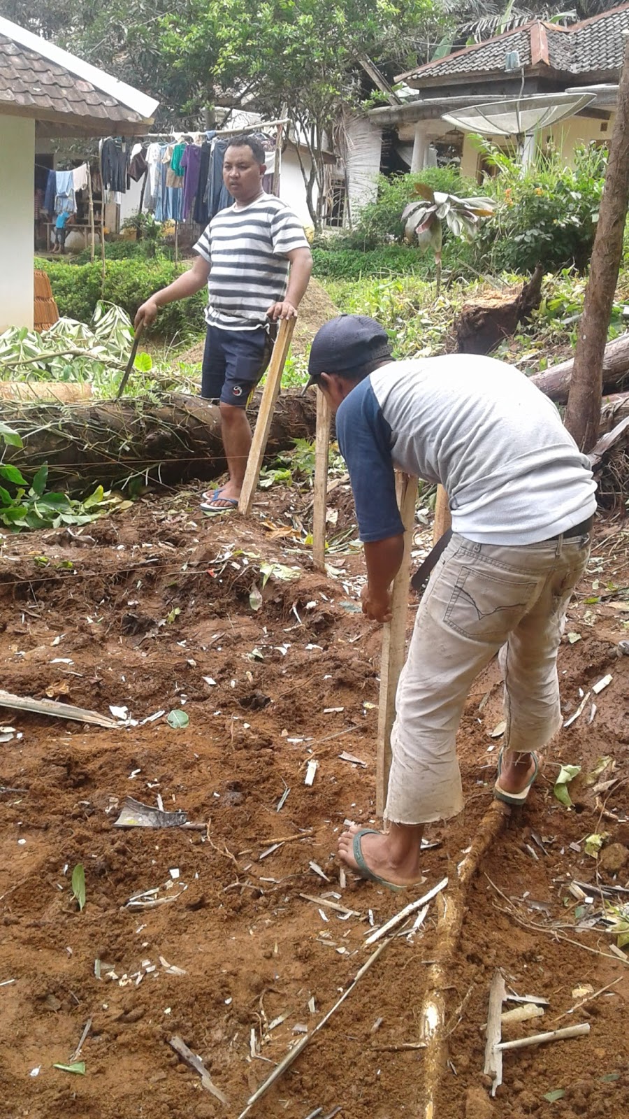 Top domba farm: Tahap Awal pembuatan Kandang TOP DOMBA FARM