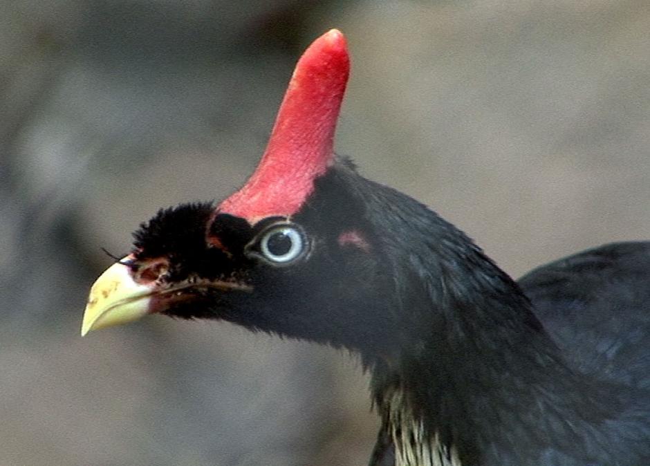 Birds Photos - Birds Wallpapers & Facts info: Horned Guan Birds Photos 5