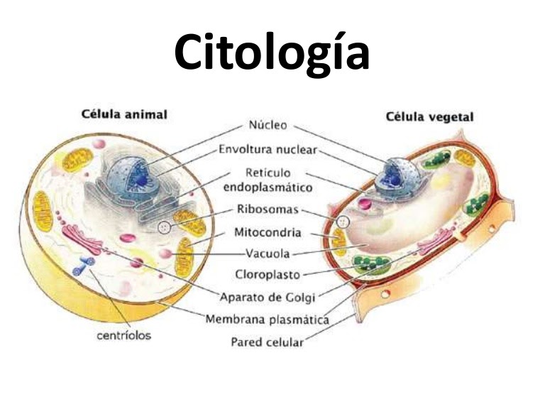 CITOLOGÍA ~ Ciencias Auxiliares de la Biologia