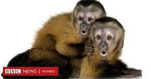 Revista El Cañero: ¡NO HAY NEGOCIOS DE MONOS!