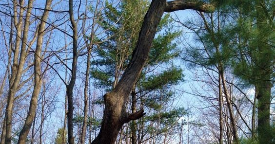 Dragonfly Diaries: L Shaped trees