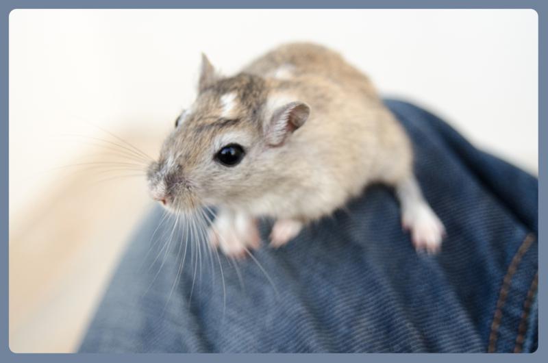 cobais del Rentonar: Clan 2 Jerbos Machos