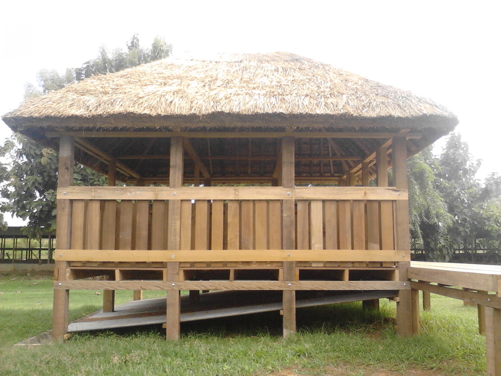 9. Raising pigs in a village pig house.