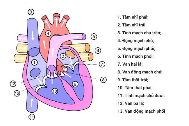 Tim người có mấy ngăn? - Ngu Trí - Mỗi ngày ta học một điều N.G.U