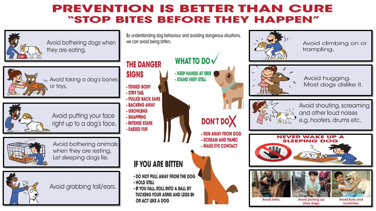 The Family physician : How to prevent dog bites?
