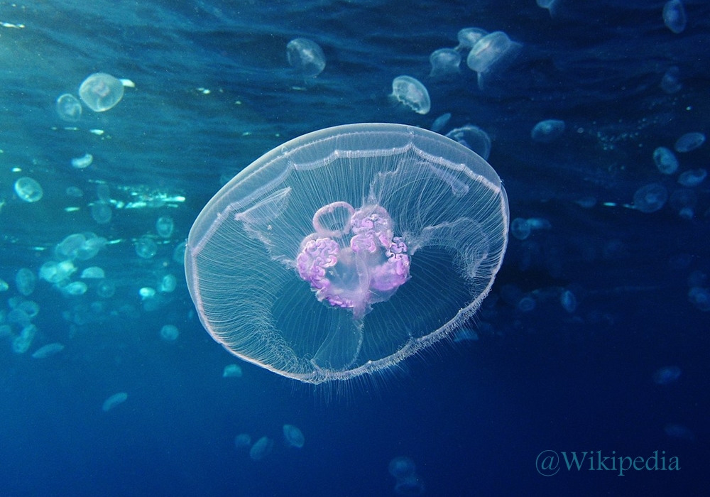 Mengenal UBUR - UBUR - Beranda