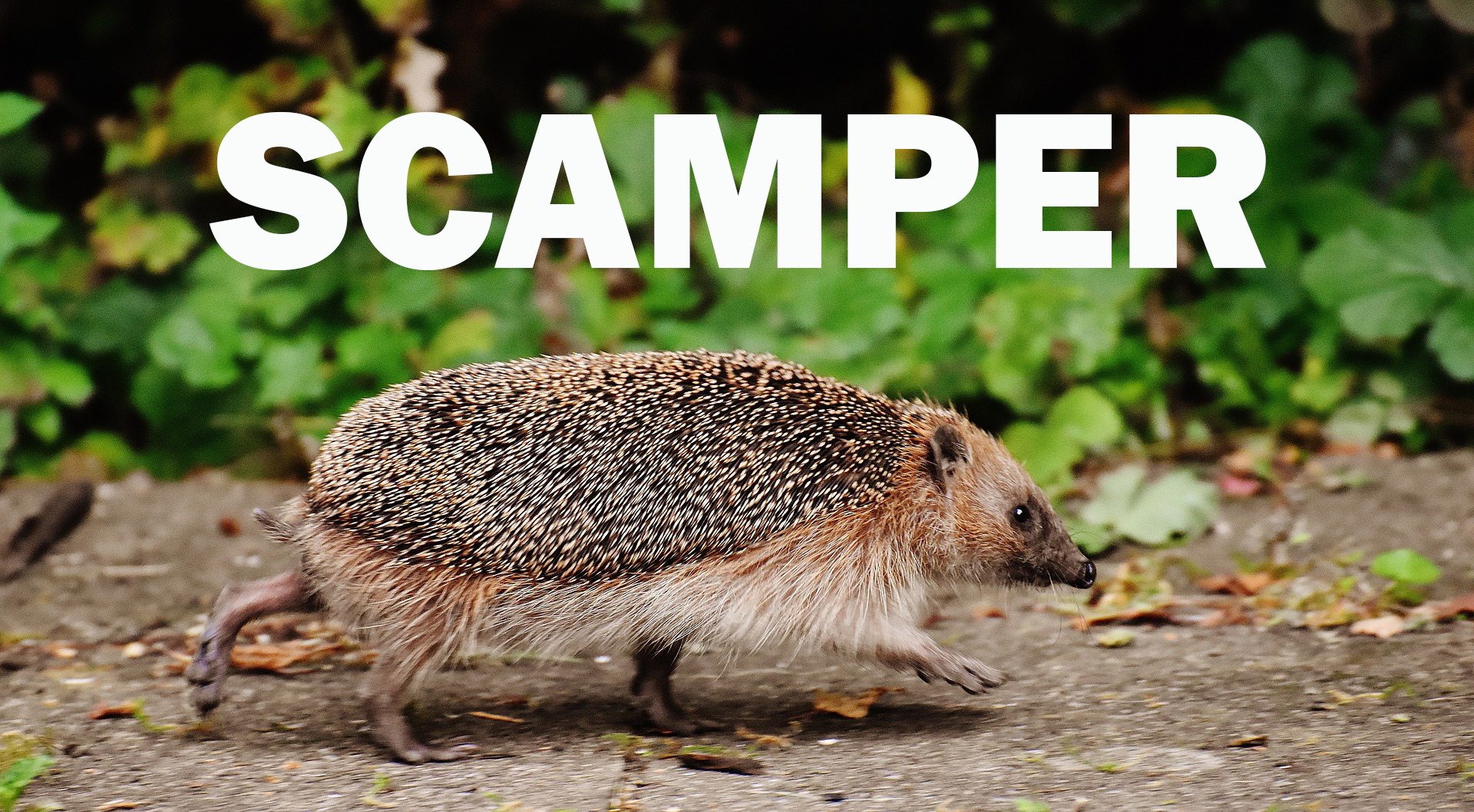 UVA Finance: Continuous Improvement: SCAMPER Away From the Status Quo