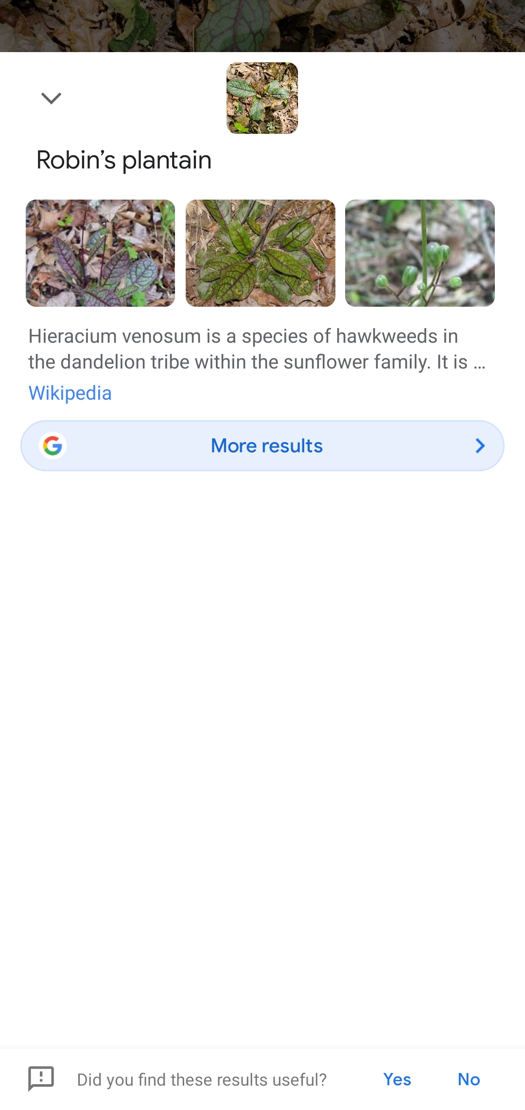 Ben's Journal: 3 Plant Mysteries, 1 Simple Tricks for Solving Them