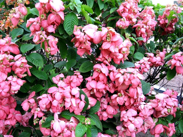 A photo, A thought............: Plant: Mussaenda flowers............