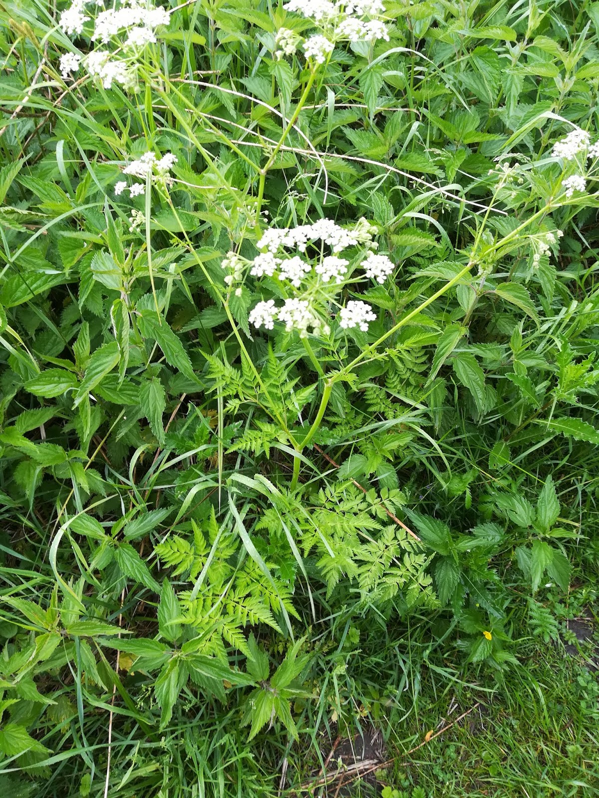 Profesorskie Gadanie: Trybula leśna z Płocidugi Dużej