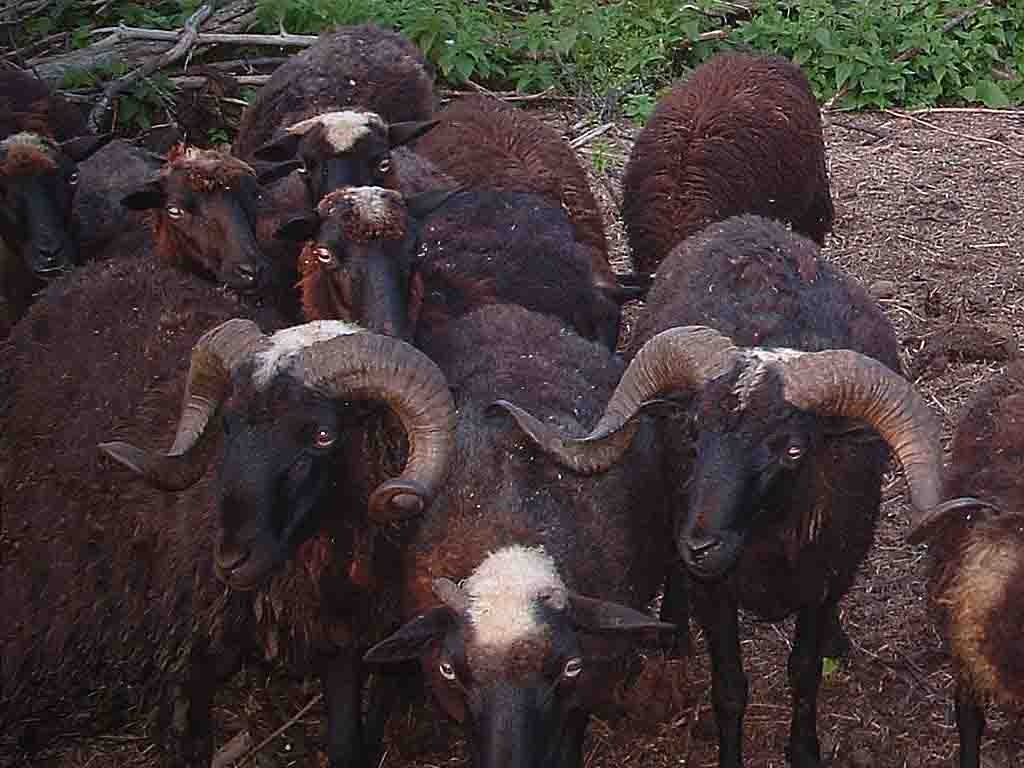 Old European culture: Black sheep