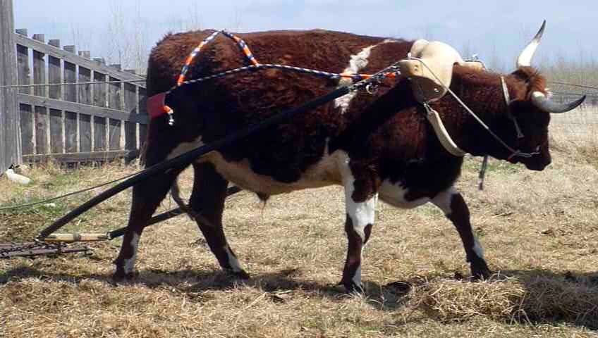 storybrookeripples: ox and dog blog: To Make a Single Ox Yoke, Part 18