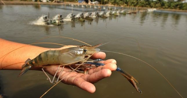 JHproducciones: LA PIGUA, UN MANJAR EN PELIGRO