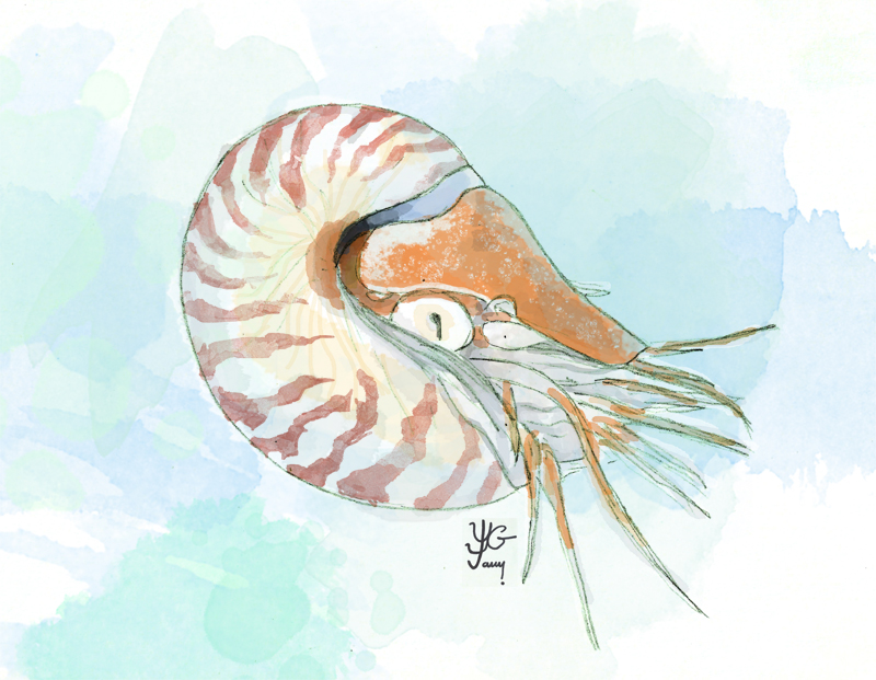 Navegante del Mar de Papel: Ficha de fauna marina: Nautilo