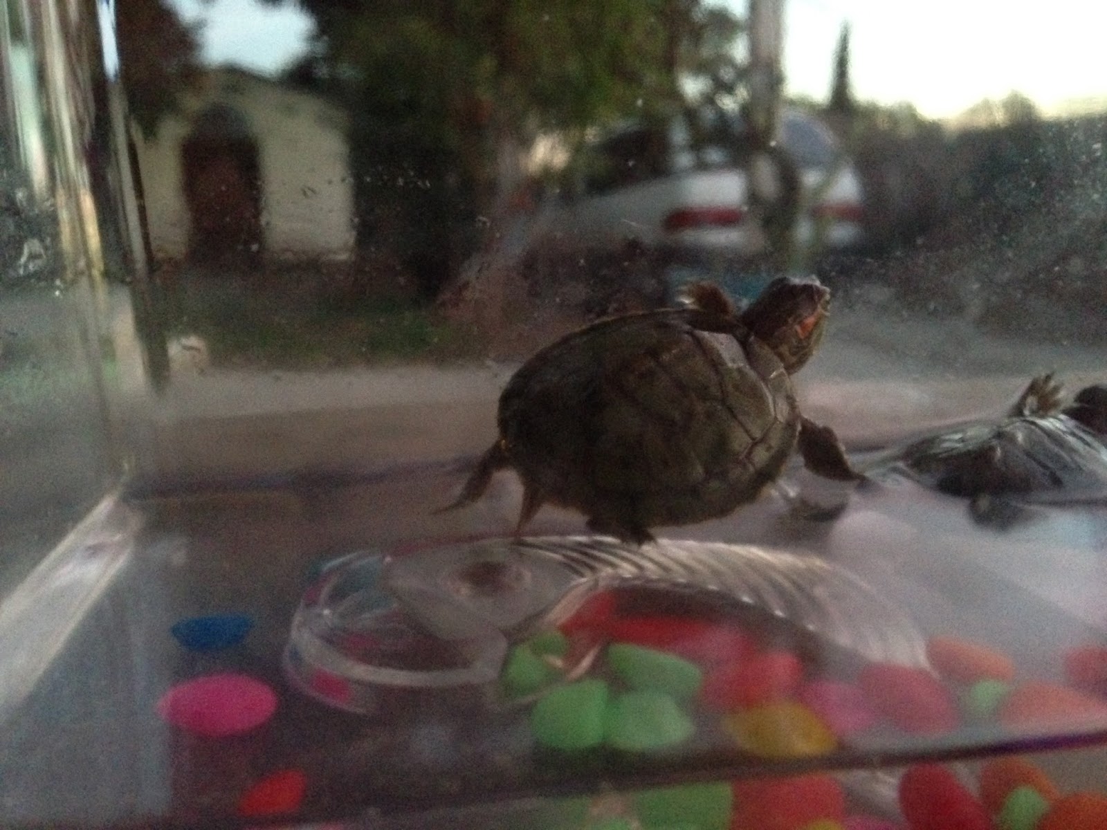 Where To Buy Baby Turtles In Chinatown at Vivian Nelson blog