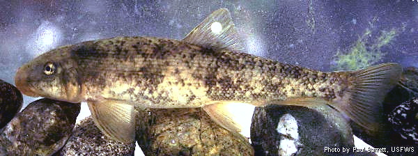 Artes de Pesca: octubre 2020