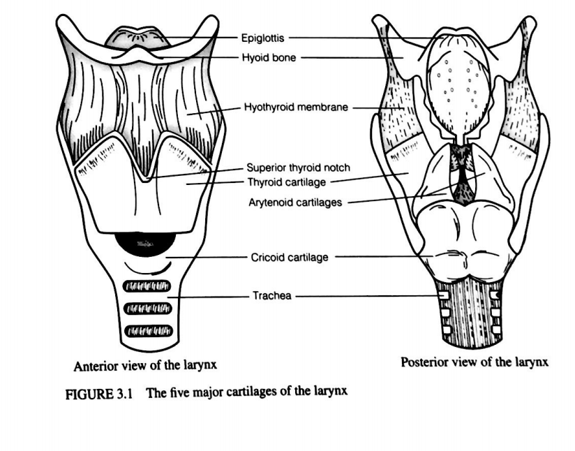 Voice Studies and Production - A Journey: 2. How does the larynx work ...