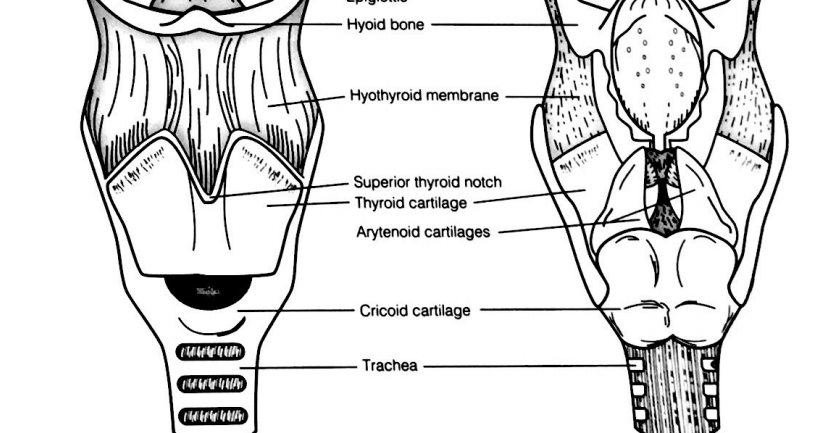 Voice Studies and Production - A Journey: 2. How does the larynx work ...