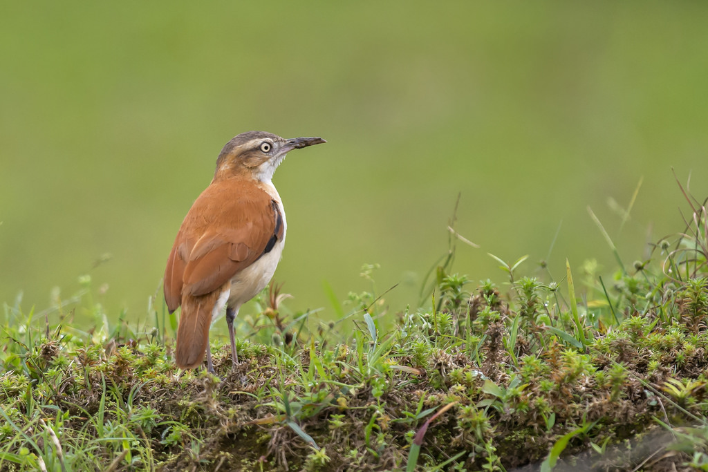 EL CANTO DEL CHILALO Y NUESTRO CAMPESINO ~ Actuamos para Conservar ...