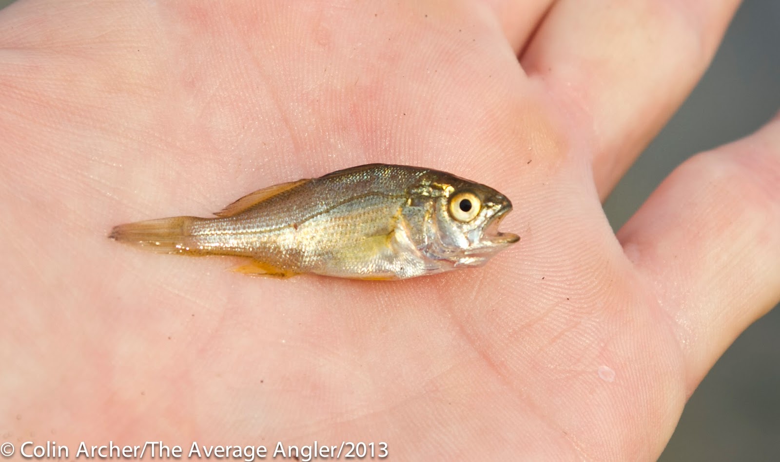 Juvenile Pinfish