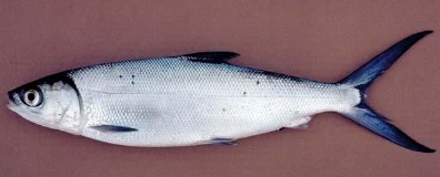 MORFOLOGI DLL IKAN BANDENG - MELEK PERIKANAN