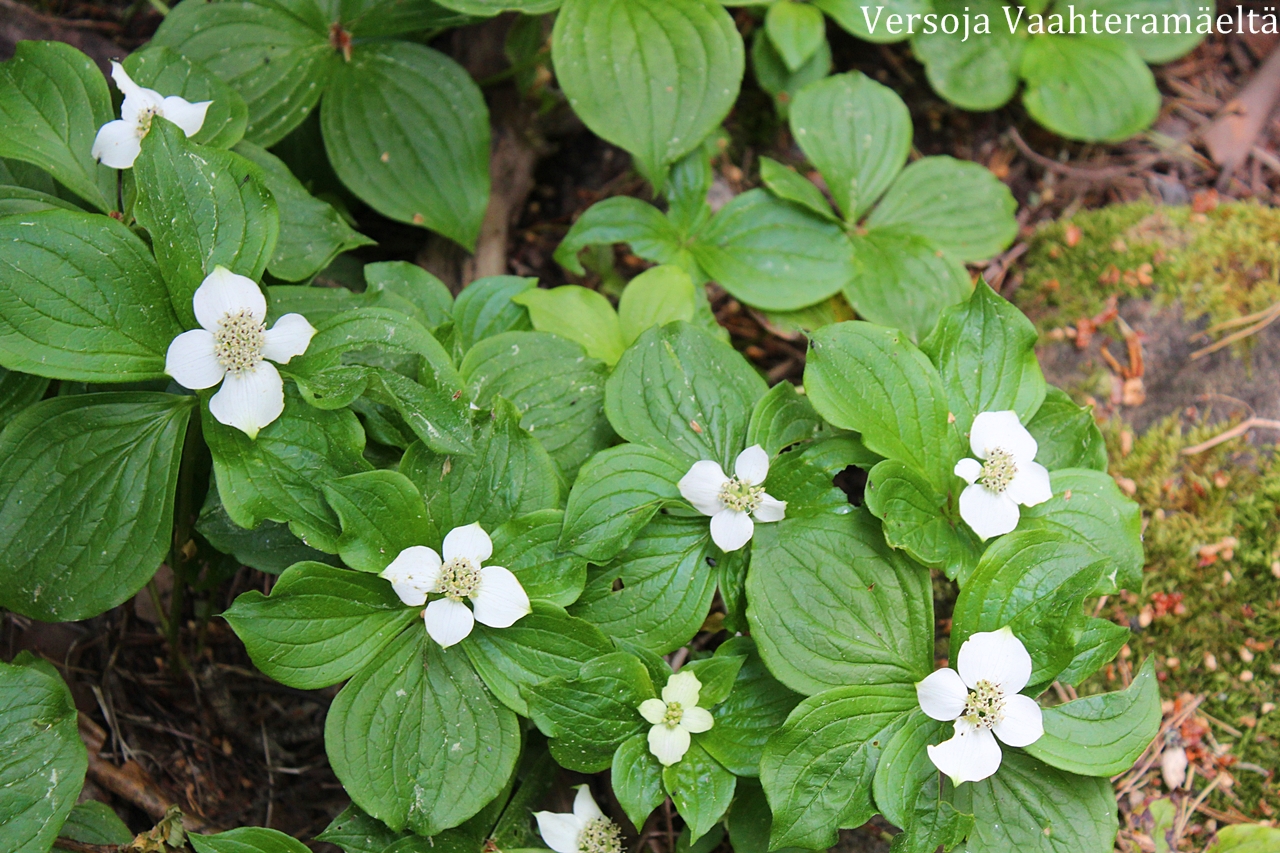 Versoja Vaahteramäeltä : Kasvien lumoa