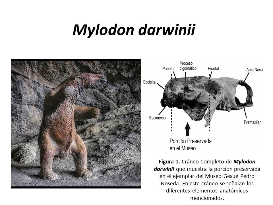 Noticias de Paleontologia: Hallan en Lobería, los restos de un enorme ...