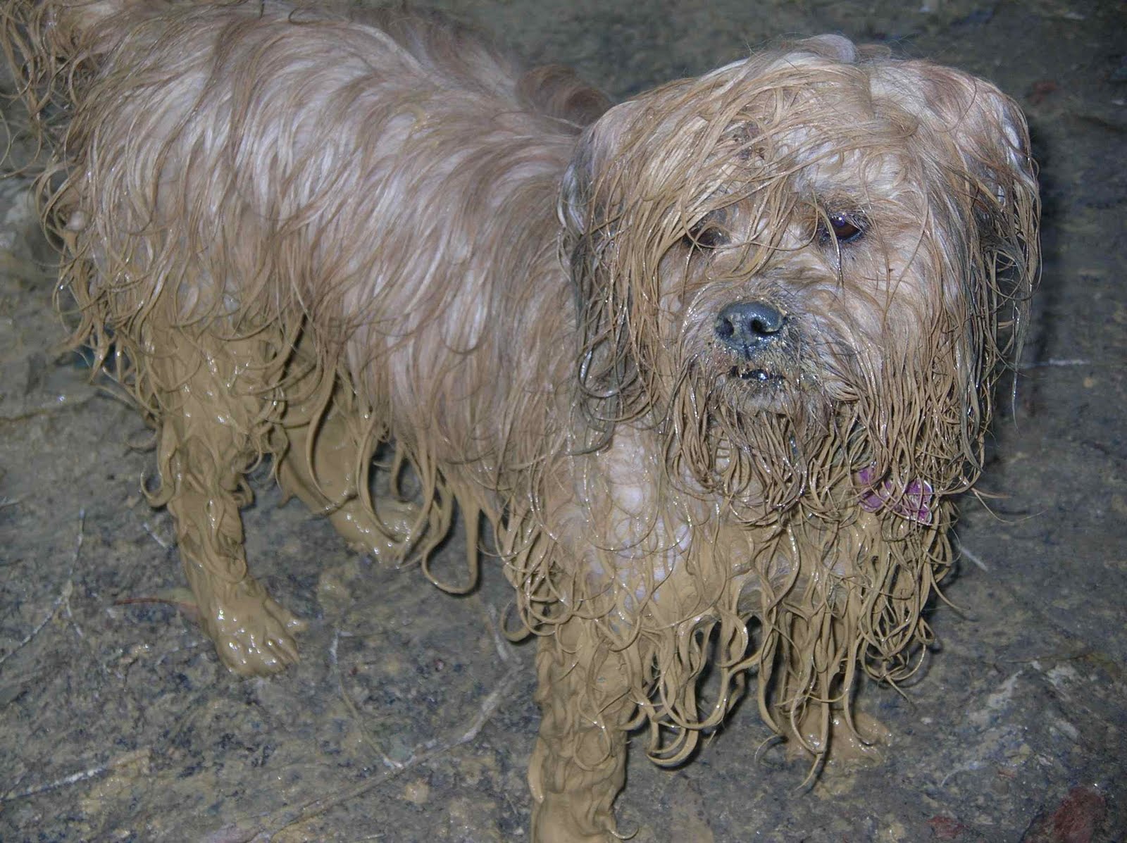 My dog : dogs, mud and water in the Australian bush