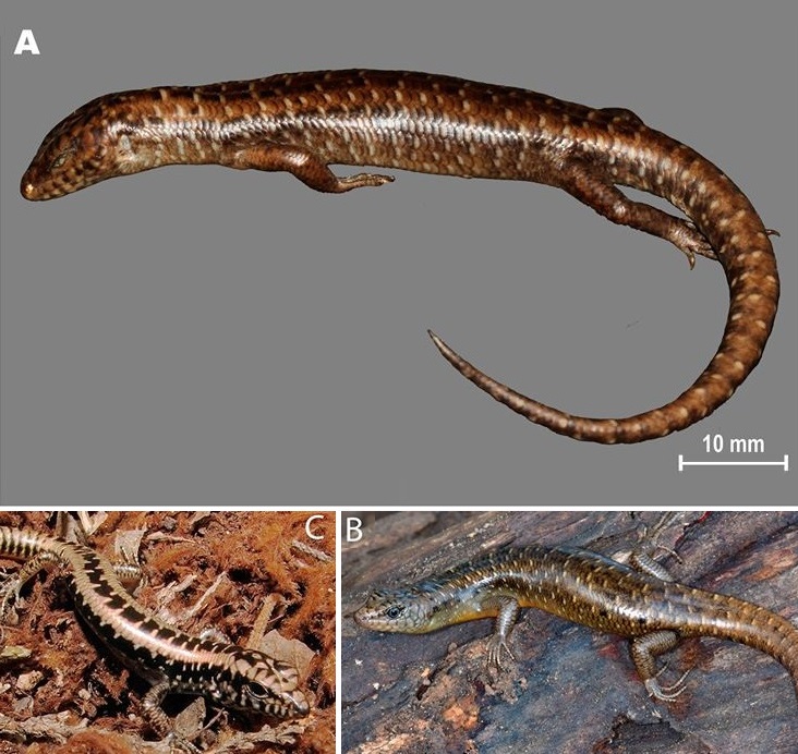 Species New to Science: [Herpetology • 2020] Sphenomorphus phuquocensis ...