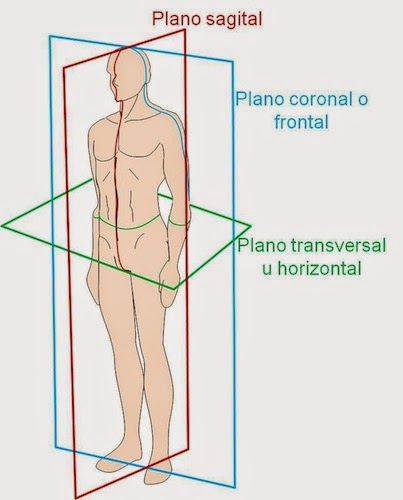 Medicina: PLANOS Y EJES ANATOMICOS Medicina: PLANOS Y EJES ANATOMICOS