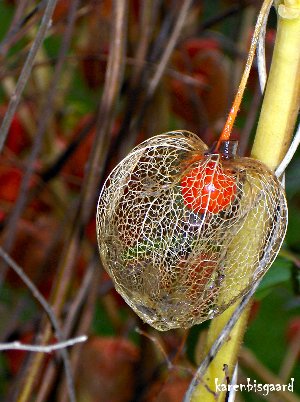 Karen`s Nature Photography: Ground Cherry Seed Pod with Cherry.