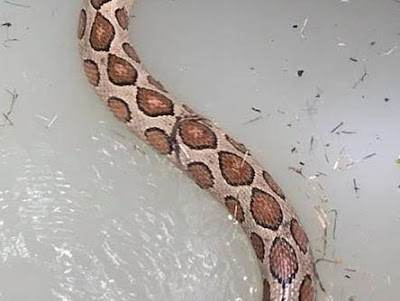 Viper or Python? How to identify venomous Russell's Viper and non ...