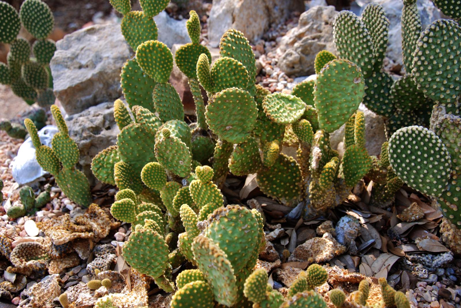 Opuntia microdasys - Bunny ears cactus care and culture | Travaldo's blog
