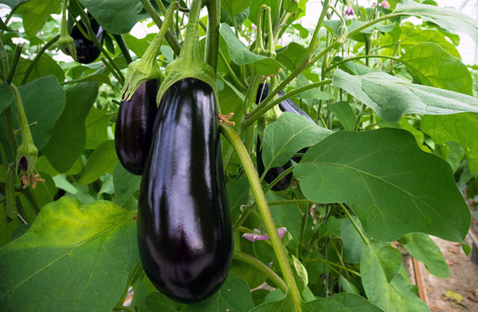 Talong (Eggplant) Cultivation Guide: All You Need to Know in Planting ...