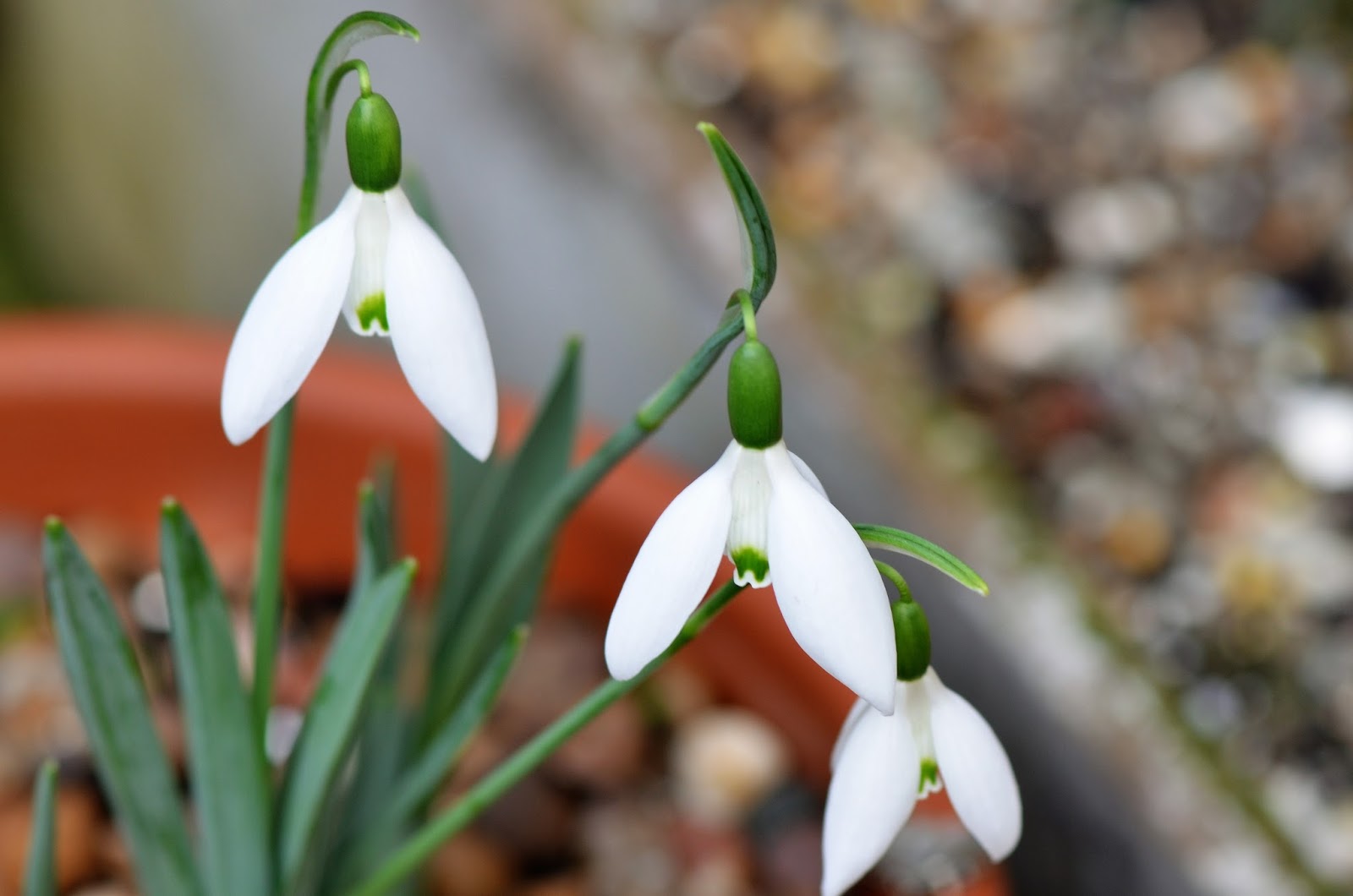 Galanthus : Early Snowdrops: Galanthus 'Epiphany', Galanthus 'Fly ...