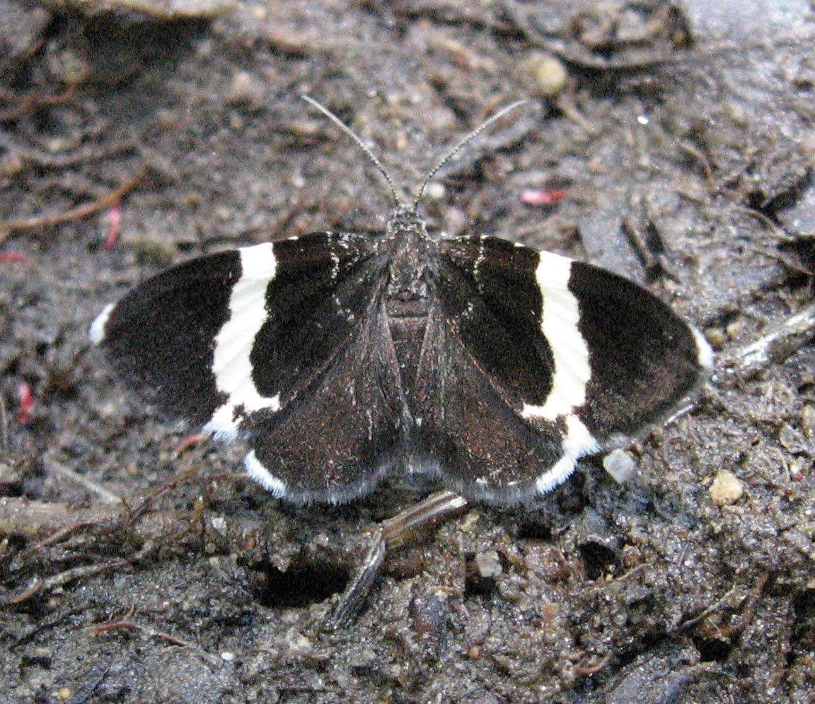 Tangled Web: An Eclipse of Moths