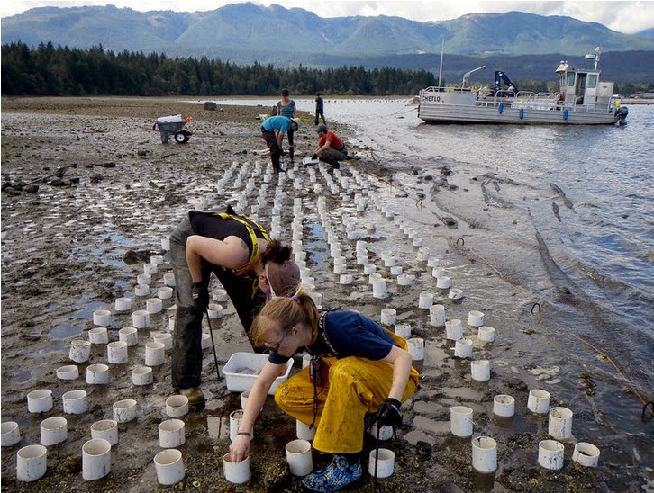 Protect Zangle Cove: Industrial Geoduck Farming DOES Impact the Tidelands