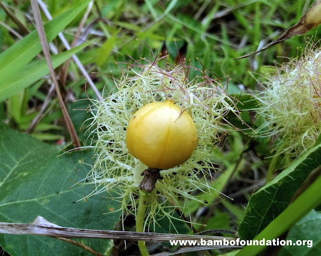 Rambusa buah liar yang berkhasiat ~ Bambo Foundation
