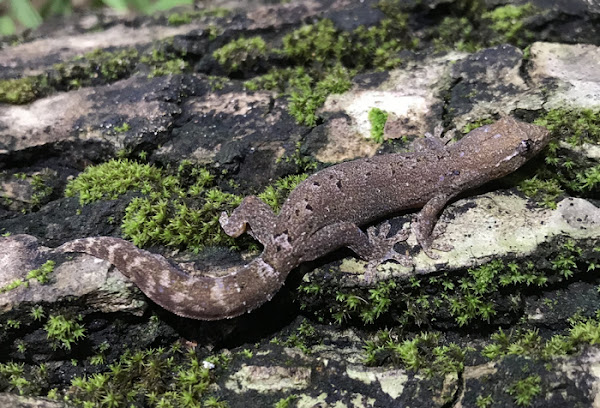 Lepidodactylus lugubris (Mourning Gecko)