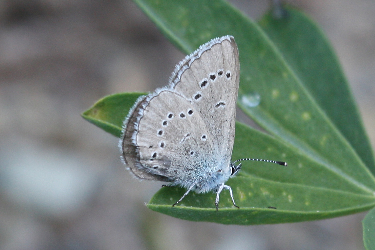 Info-Junction Blog: Silvery Blue Butterfly