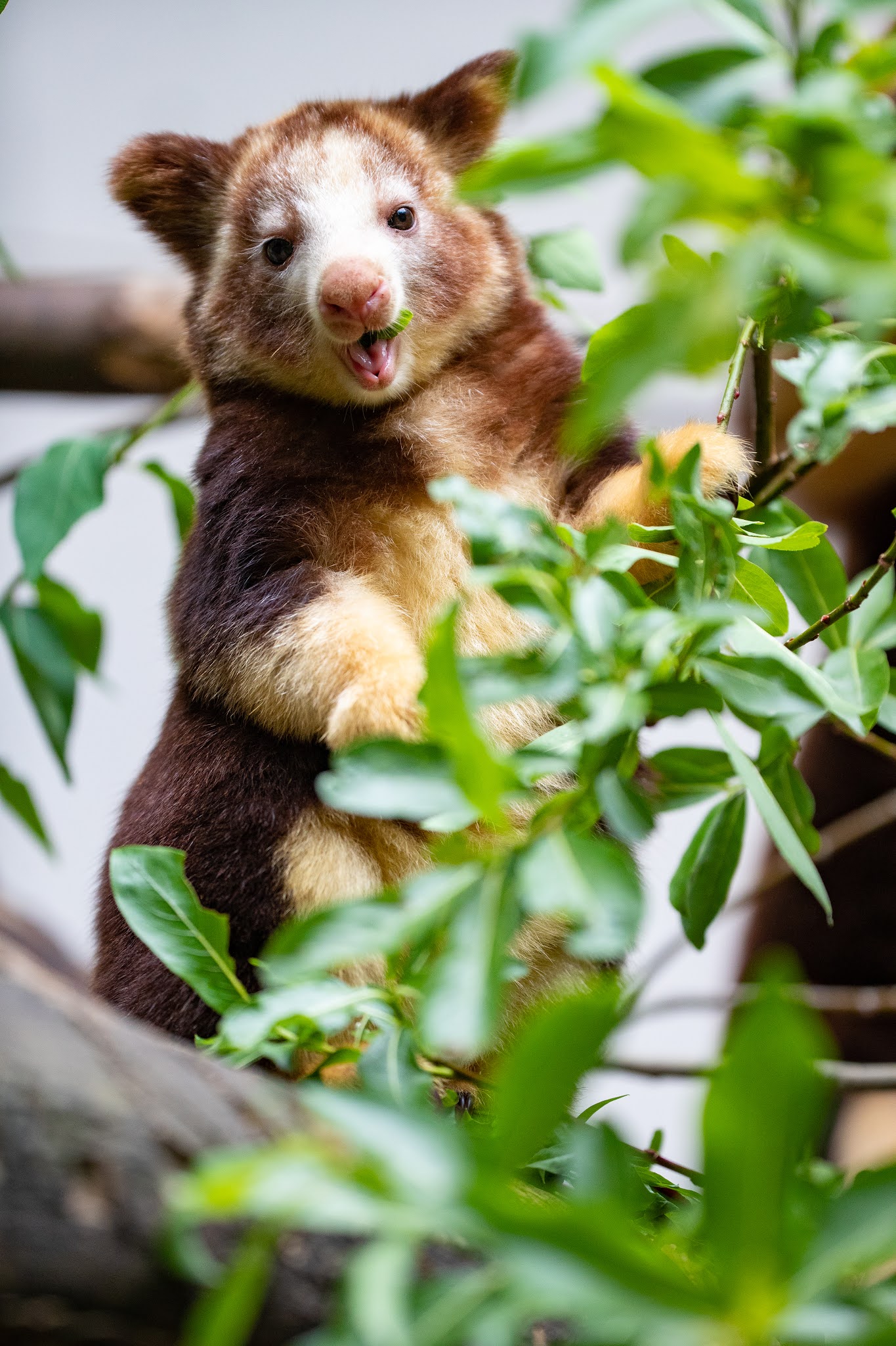 Celebrate Tree Kangaroo Awareness Day with new photos of joey Havam!