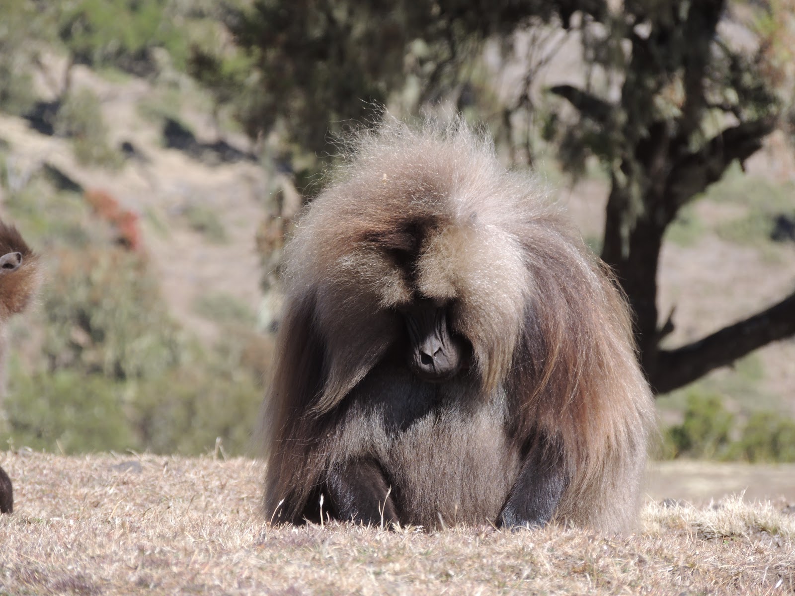 Chris Austria-Wild Animals: Gelada Mountain Monkeys In Simien Mountains ...